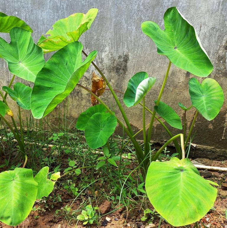 Karuka – cultivated pandanus fruits and nuts - Bushguide 101