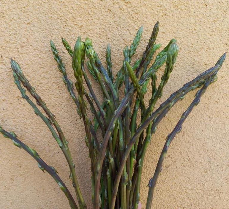Wild asparagus in Sicily - Bushguide 101