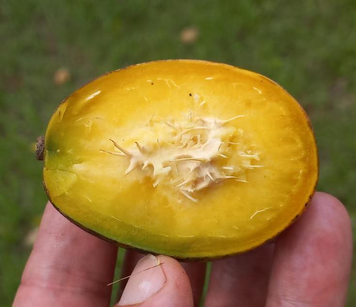 Ambarella fruit in the Mekong Delta - Bushguide 101