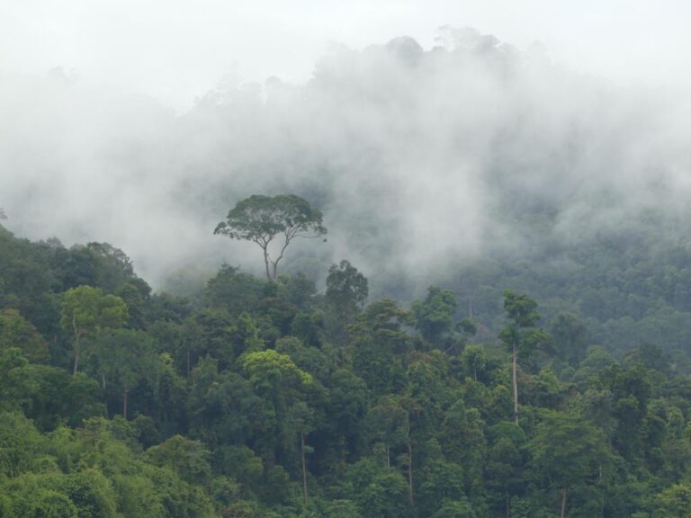 Blowpipe hunting with Orang Asli people in Malaysia - Bushguide 101