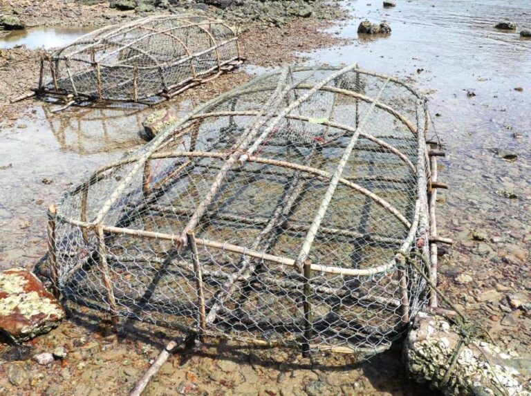 Bottom fish traps of the Urak Lawoi people - Bushguide 101