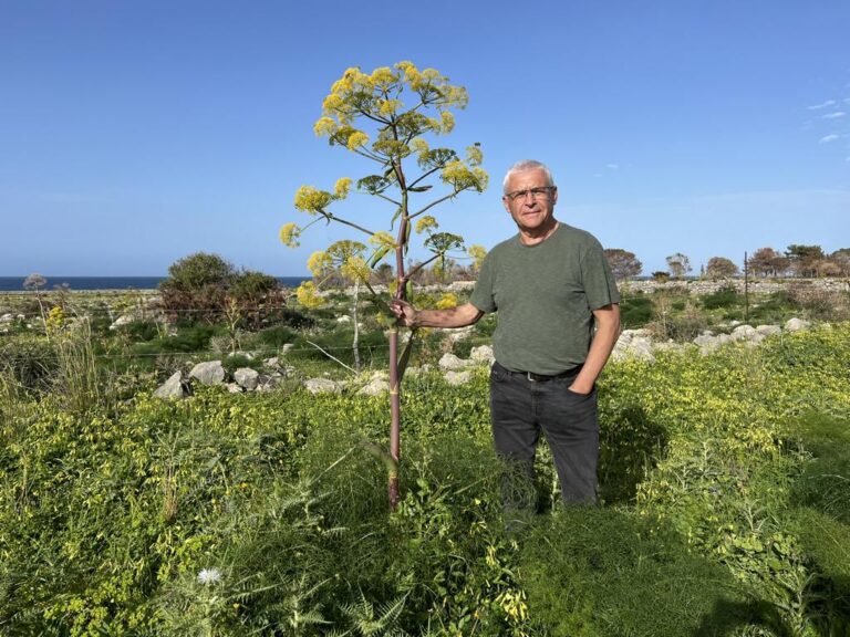 Giant Fennel stalk wood as building material - Bushguide 101
