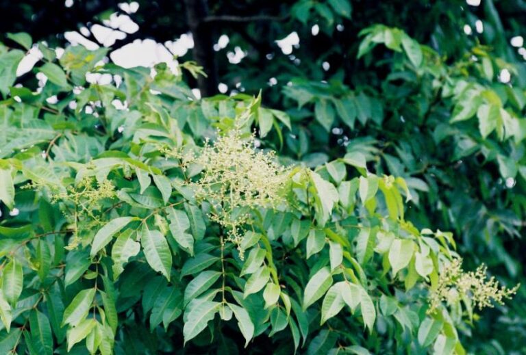 Hog plums for food - Bushguide 101