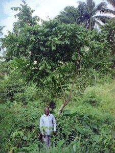 Hog plums for food - Bushguide 101