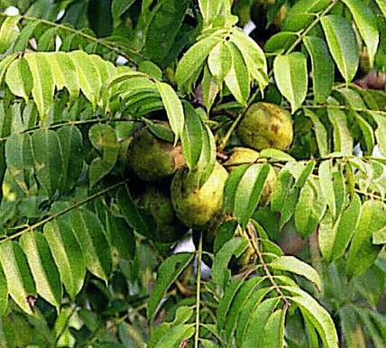 Hog plums for food - Bushguide 101