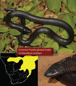 Small black snakes of Southern Africa - Bushguide 101