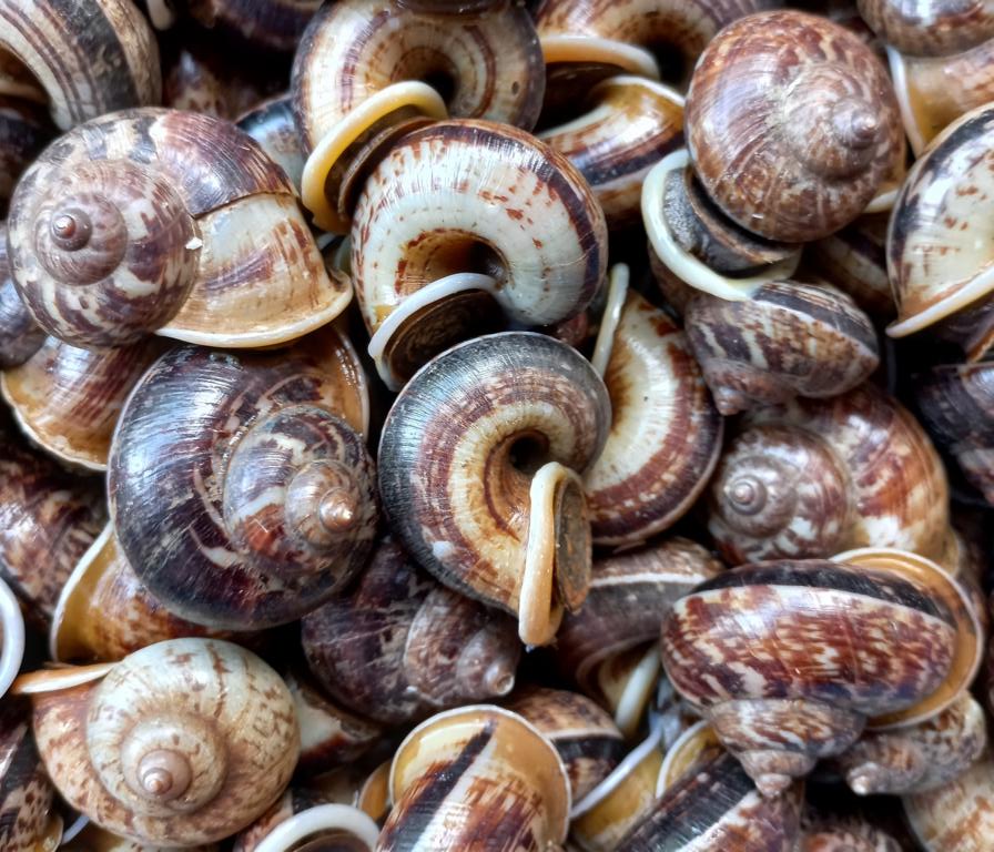 Edible rock snails in limestone areas of Vietnam - Bushguide 101