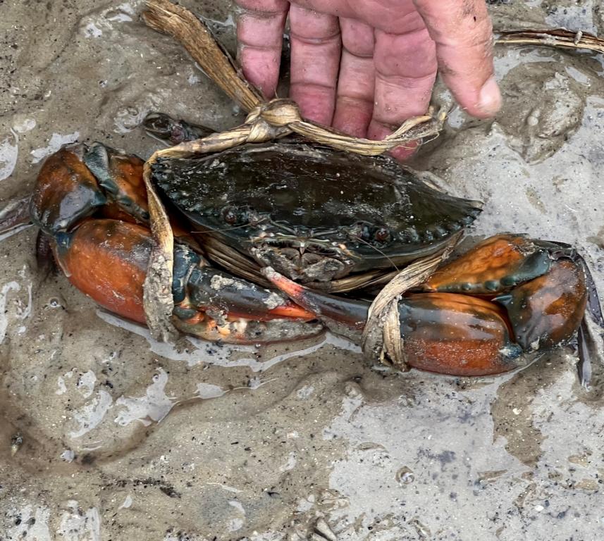 Catching mud crabs at Koh Lanta - Bushguide 101