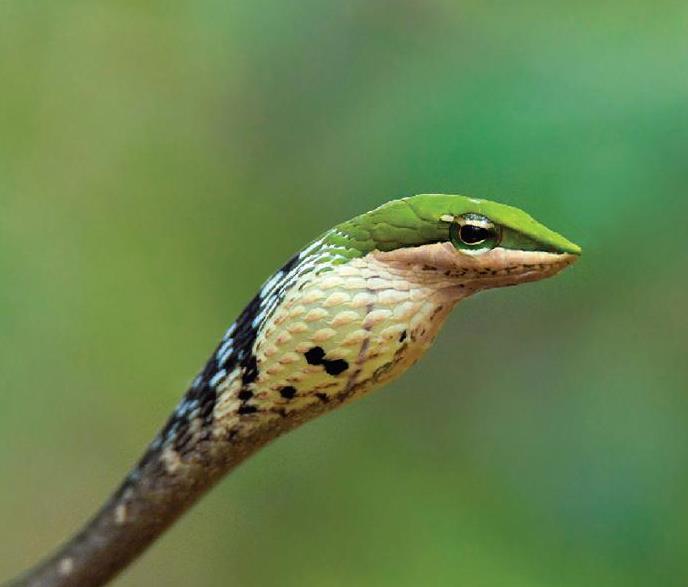 Vine snakes of Africa - Bushguide 101