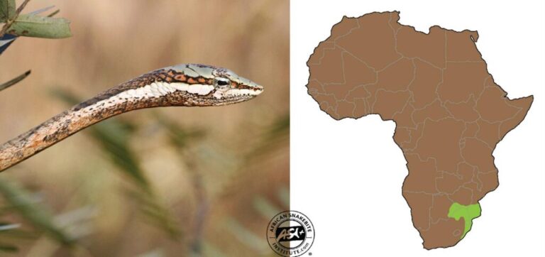 Vine snakes of Africa - Bushguide 101