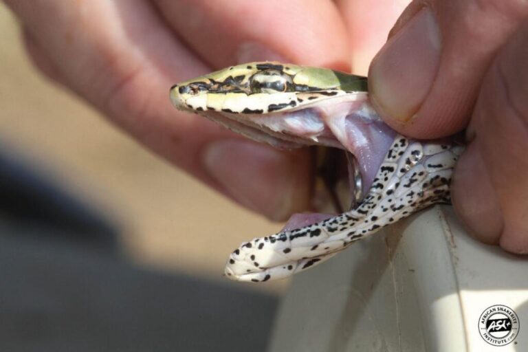 Vine snakes of Africa - Bushguide 101