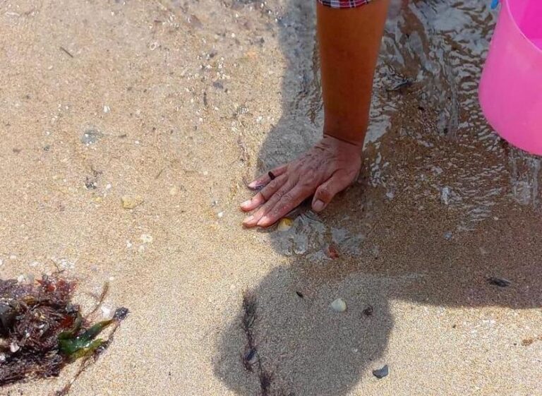 Collecting Pipi clams at Rawai Beach - Bushguide 101