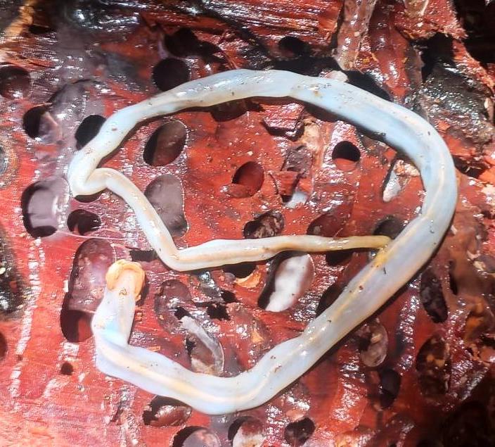 Harvesting Shipworms in a Thai Mangrove Forest - Bushguide 101