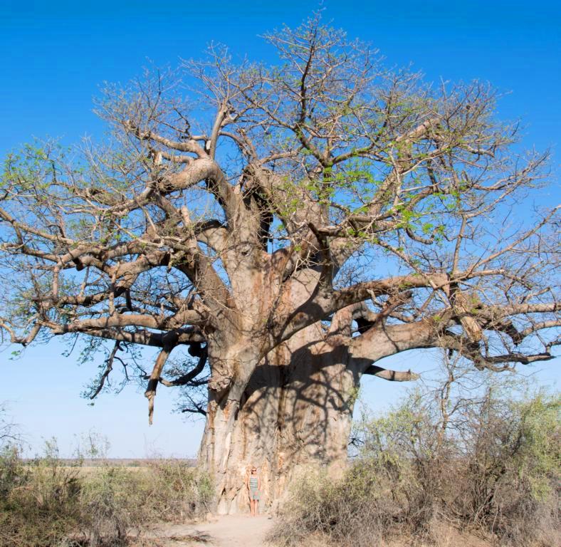 Climbing a Baobab tree - Bushguide 101