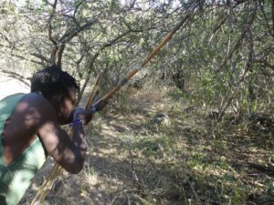 Hadza hunting techniques - Bushguide 101