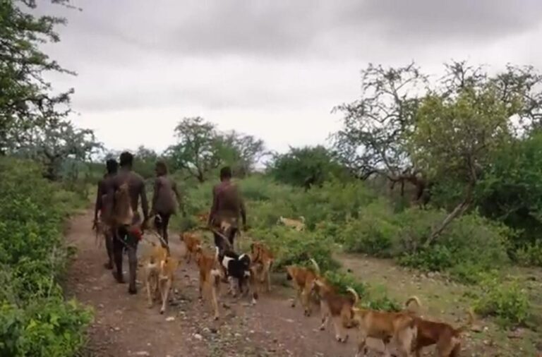 Hadza hunting techniques - Bushguide 101