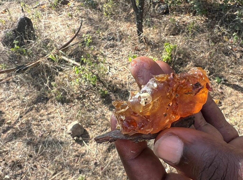 Stingless bee honey collected by Hadza people - Bushguide 101