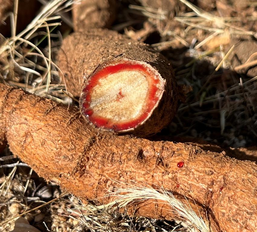 Wild Sweetpea tubers as food for Hadza people - Bushguide 101