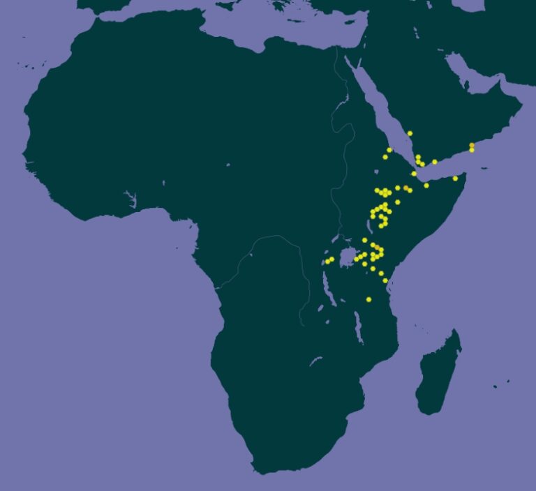 Hadza Arrow Poison - Strophanthus and Acokanthera species - Bushguide 101