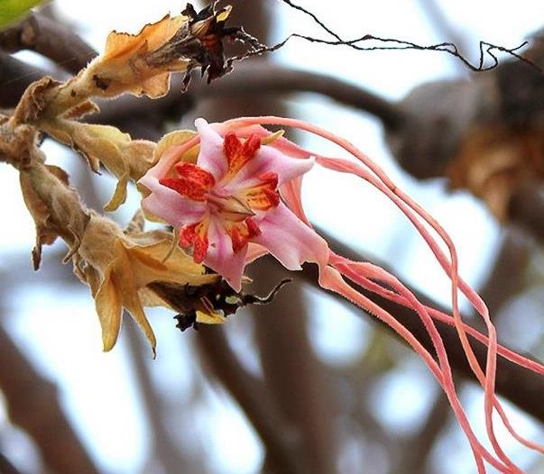 Hadza Arrow Poison - Strophanthus and Acokanthera species - Bushguide 101