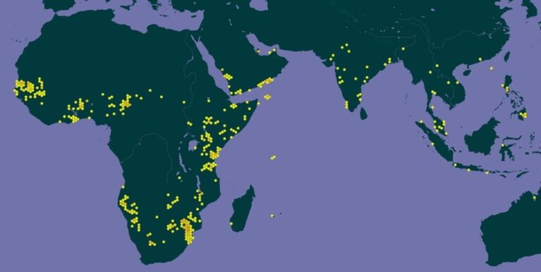Hadza Arrow Poison made from Adenium species - Bushguide 101