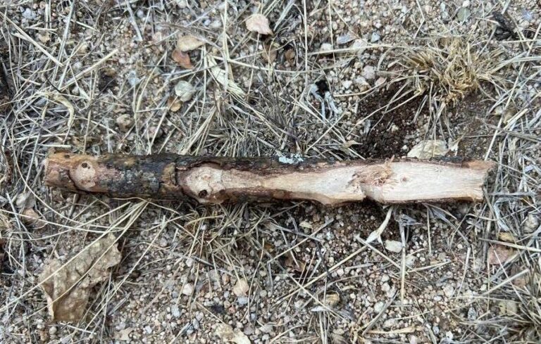 Hadza hand drill friction fire - Bushguide 101