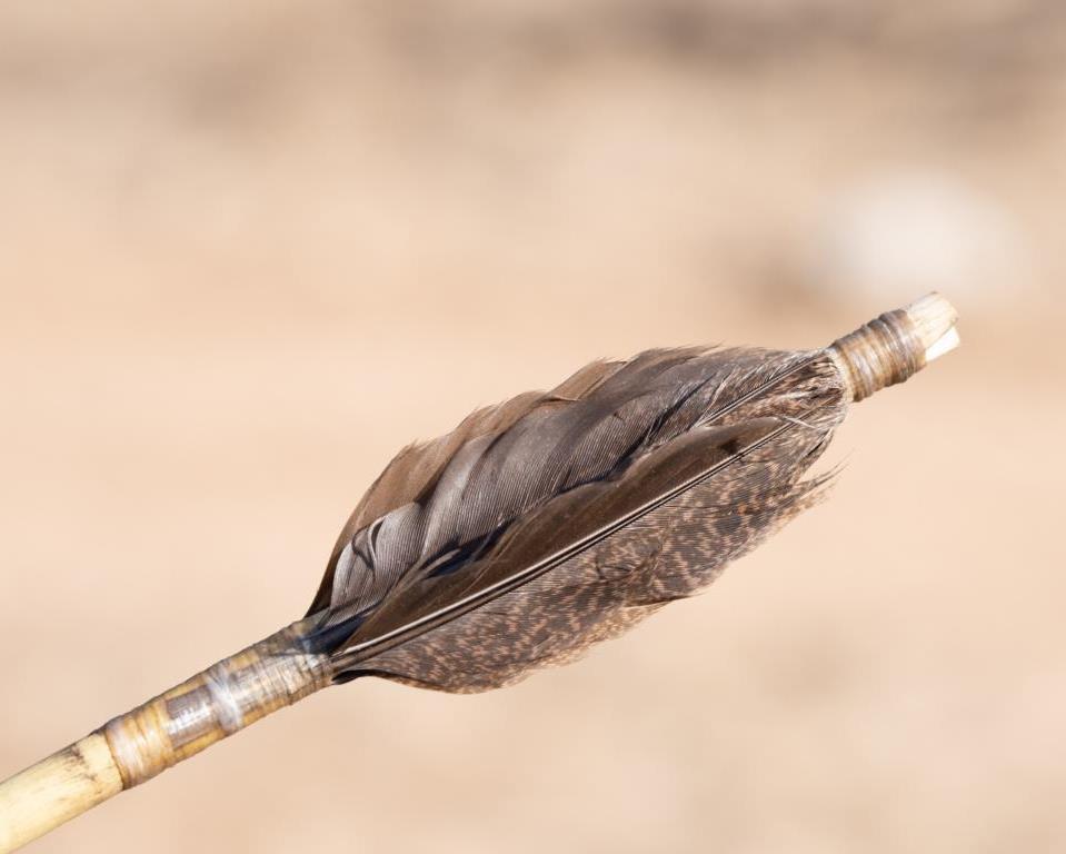 Hadzabe arrow shafts and fletchings - Bushguide 101
