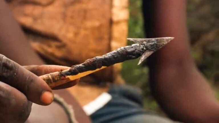 Hadza Arrow Poison made from Adenium species - Bushguide 101