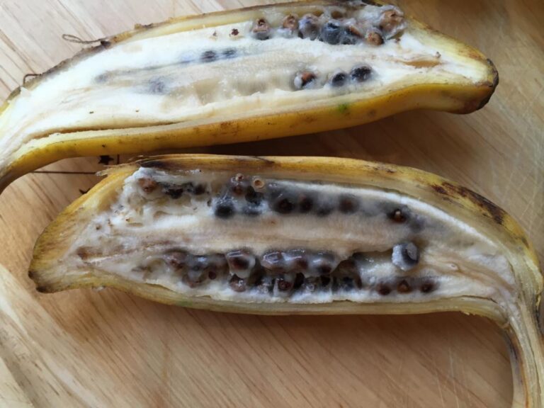 Origin of Bananas - Bushguide 101