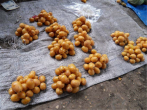 Hog plums for food - Bushguide 101