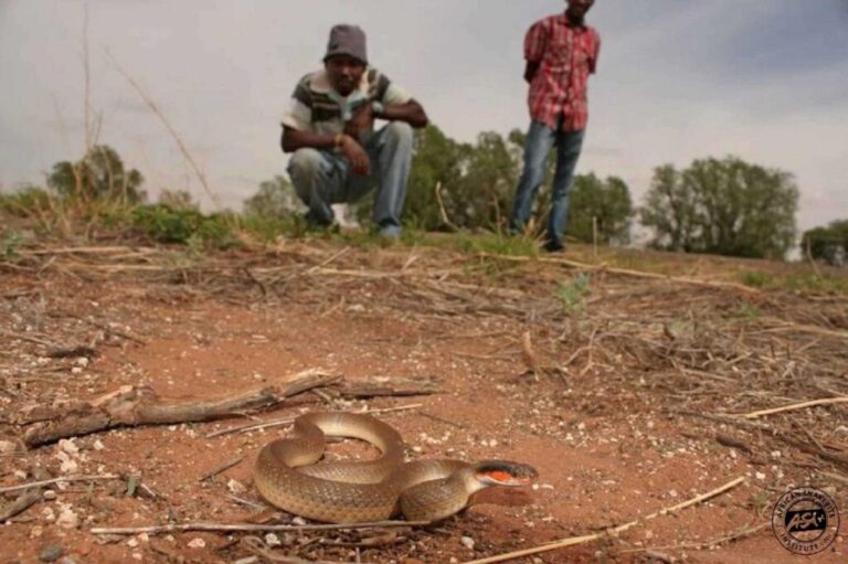 Are snakes dangerous? - Bushguide 101