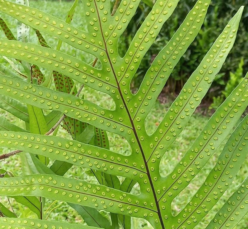 Edible Ferns of Papua New Guinea - Bushguide 101