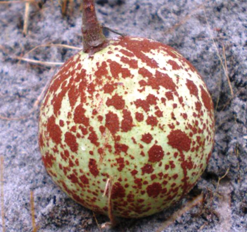 Edible Rubber Vine Fruits in Central Africa - Bushguide 101