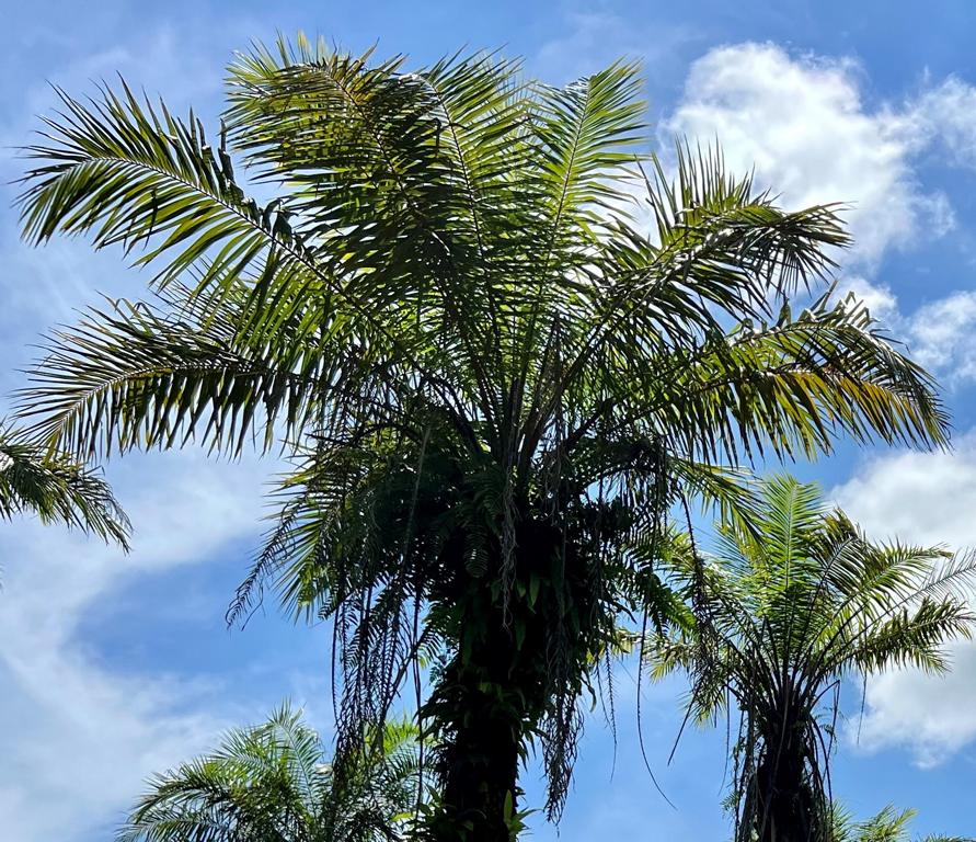 Oil Palms in D.R. Congo: Versatile Uses from Food & Oil to Building ...