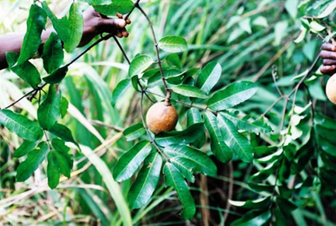 Edible Rubber Vine Fruits in Central Africa - Bushguide 101