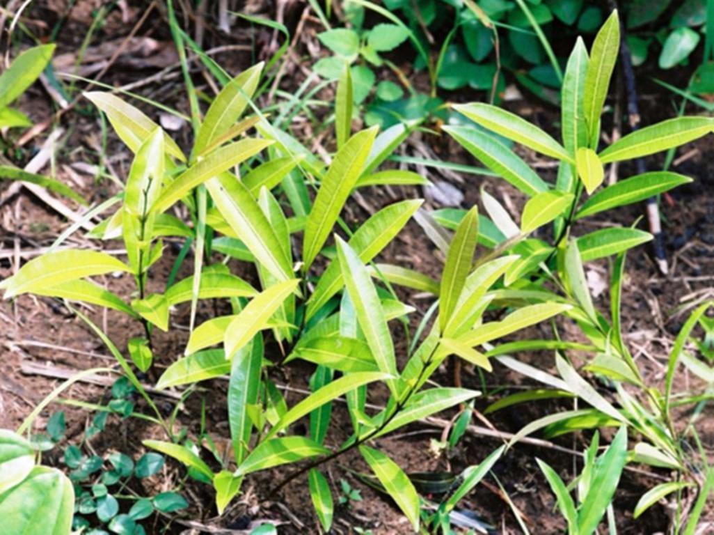 Edible Rubber Vine Fruits in Central Africa - Bushguide 101