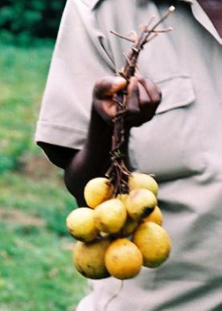 Edible Rubber Vine Fruits in Central Africa - Bushguide 101