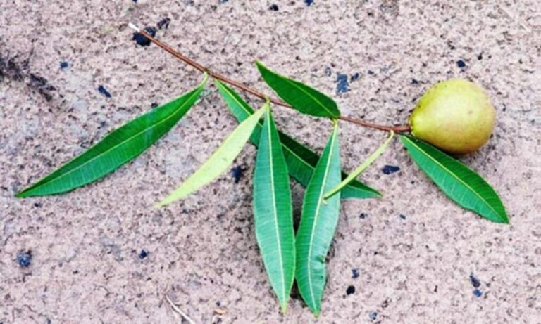 Edible Rubber Vine Fruits in Central Africa - Bushguide 101