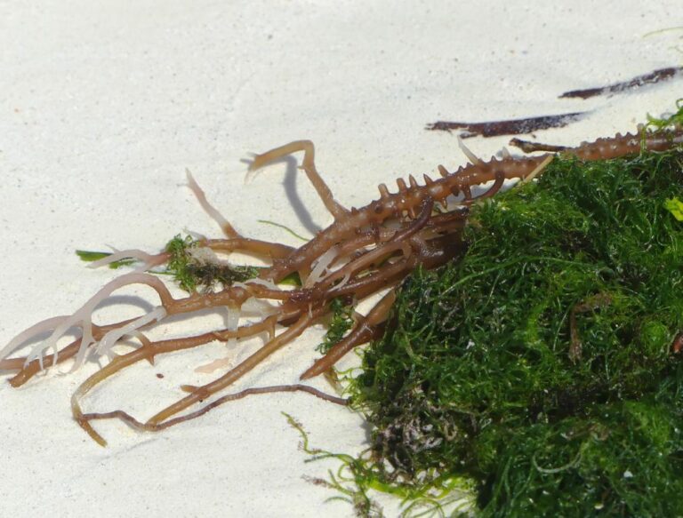 Edible red seaweed on Zanzibar beaches - Bushguide 101