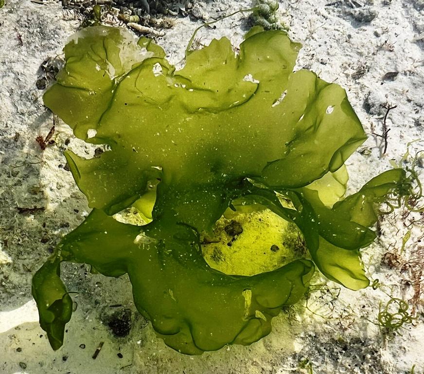 Sea lettuce for salad - Bushguide 101