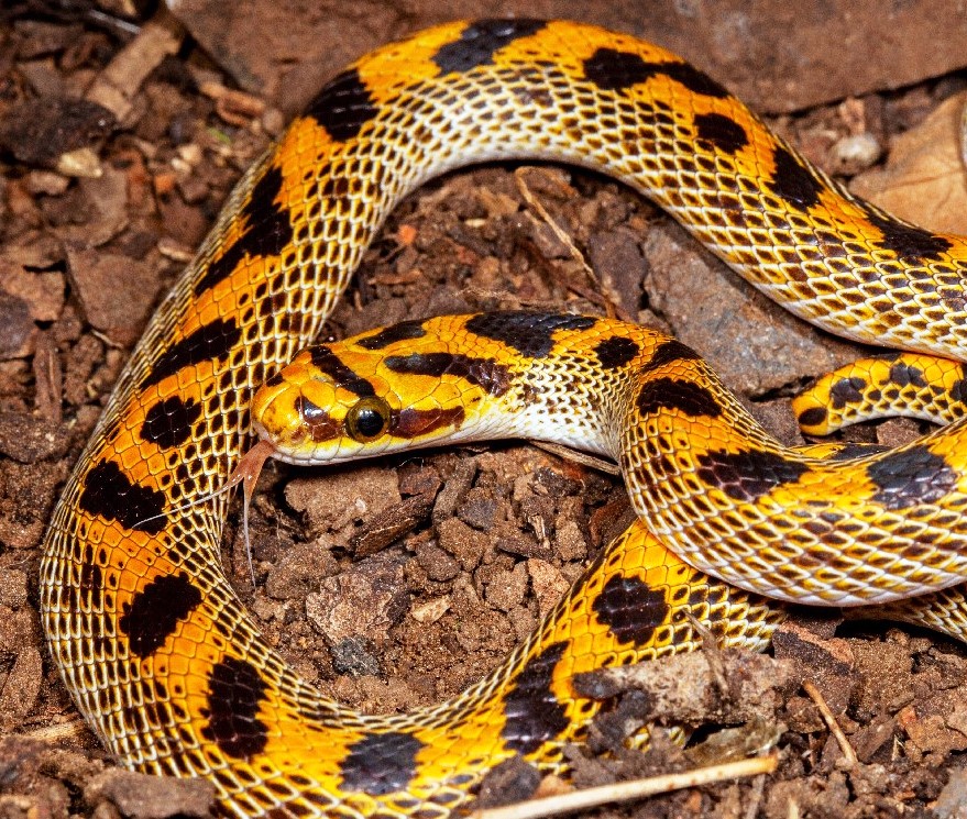 Top 10 rare snakes of Southern Africa - Bushguide 101