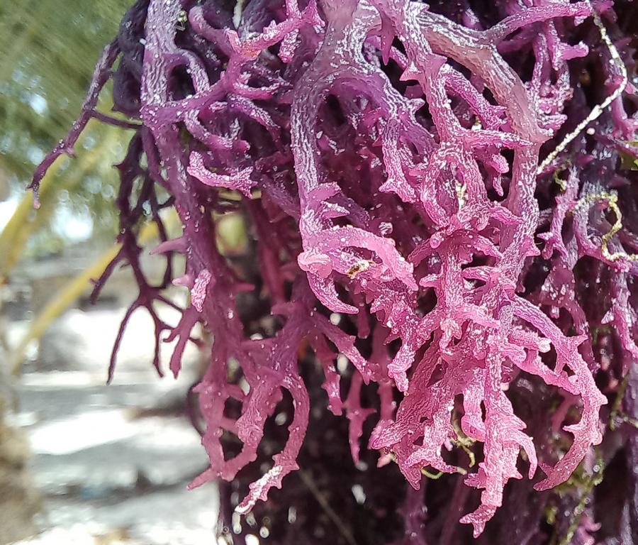 Edible red seaweed on Zanzibar beaches - Bushguide 101