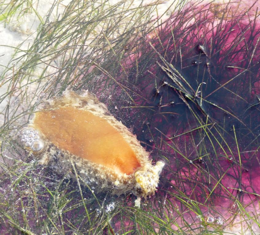 Sea hare without caviar - Bushguide 101