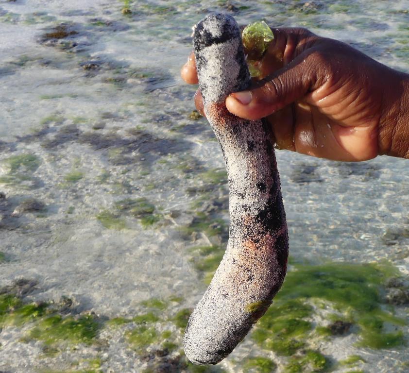 Black Lollyfish for food - Bushguide 101