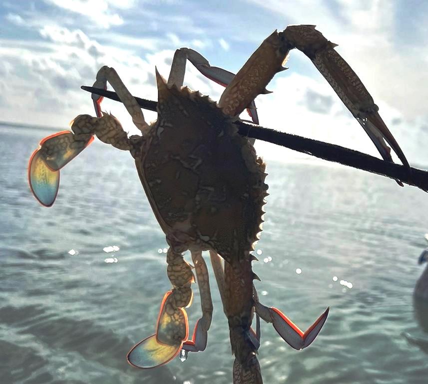 Spearing of African blue swimming crabs - Bushguide 101