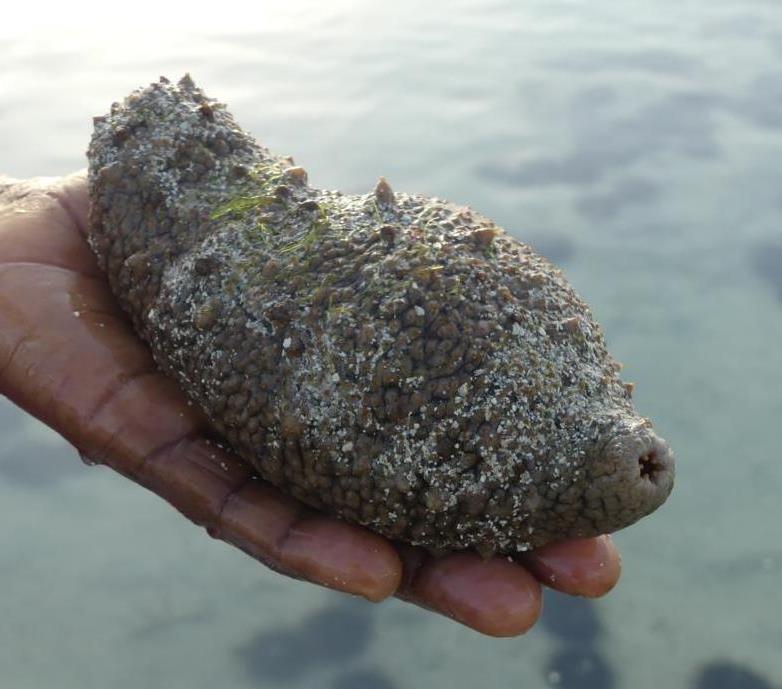 Wild sandfish sea cucumbers - Bushguide 101