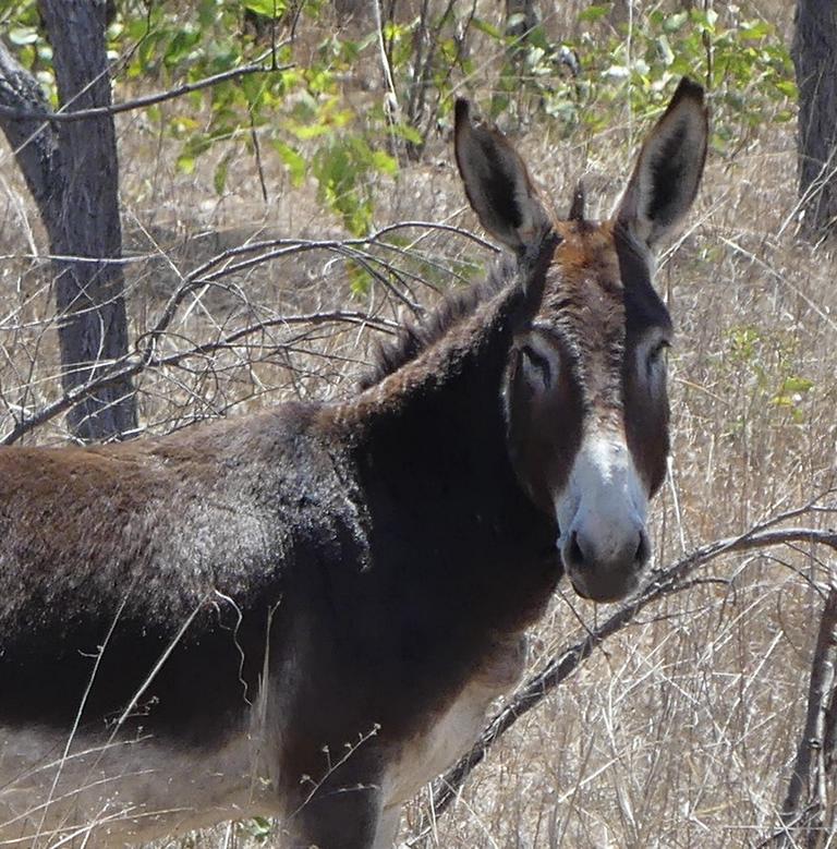 Feral donkey trails leading to water - Bushguide 101