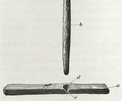 Vedda fire drills - Bushguide 101
