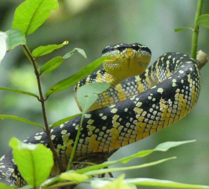 Snakes on Siberut Island - Bushguide 101