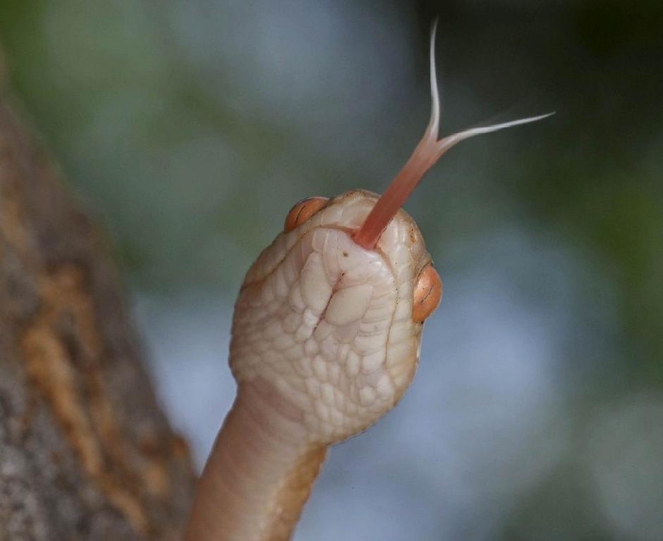 Snake senses - Bushguide 101